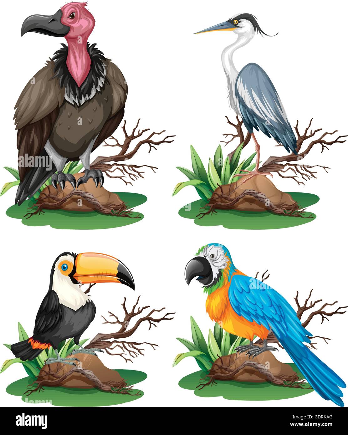 Four different birds Stock Vector Images - Alamy