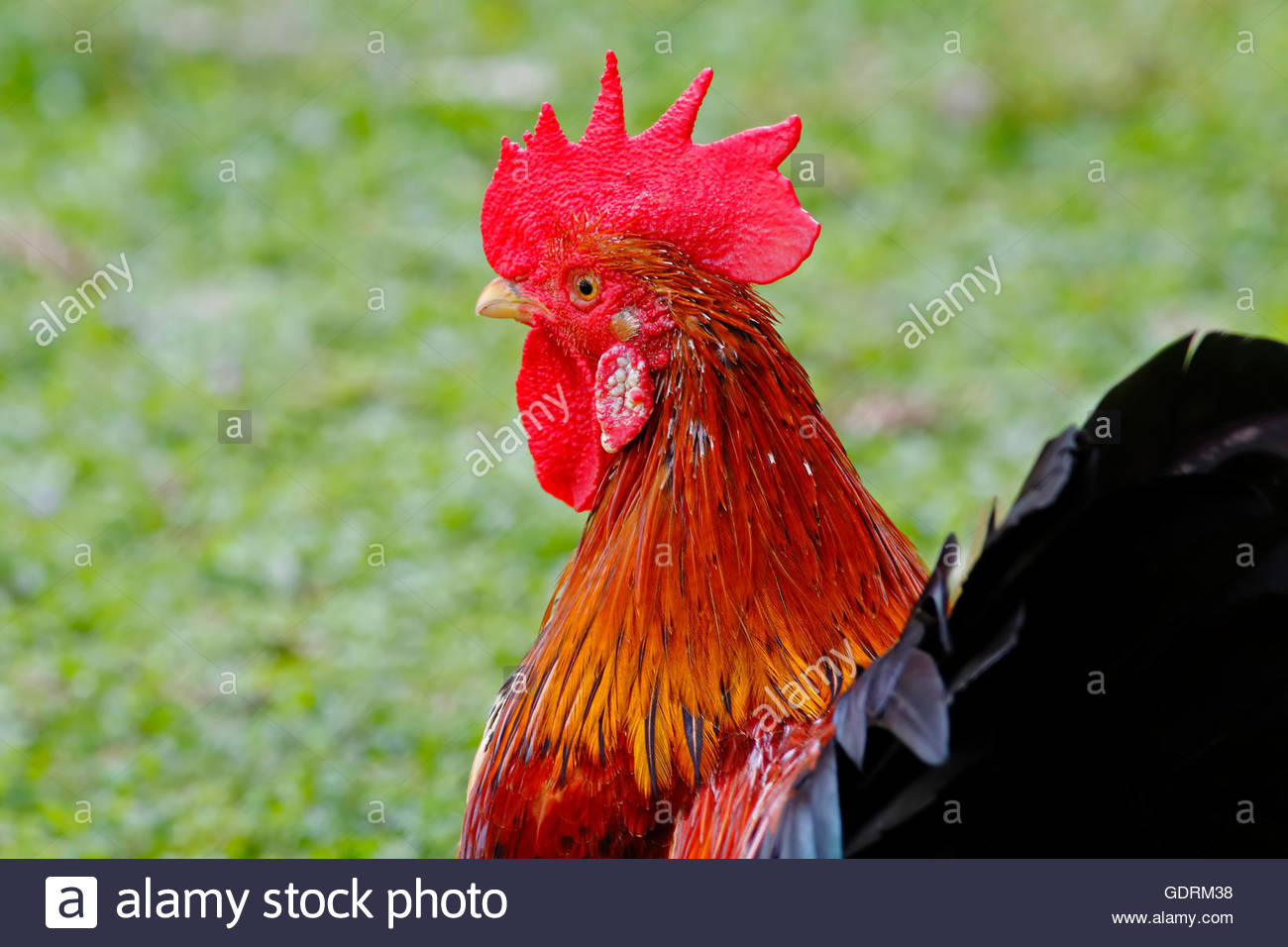 Male Chicken Stock Photos & Male Chicken Stock Images - Alamy