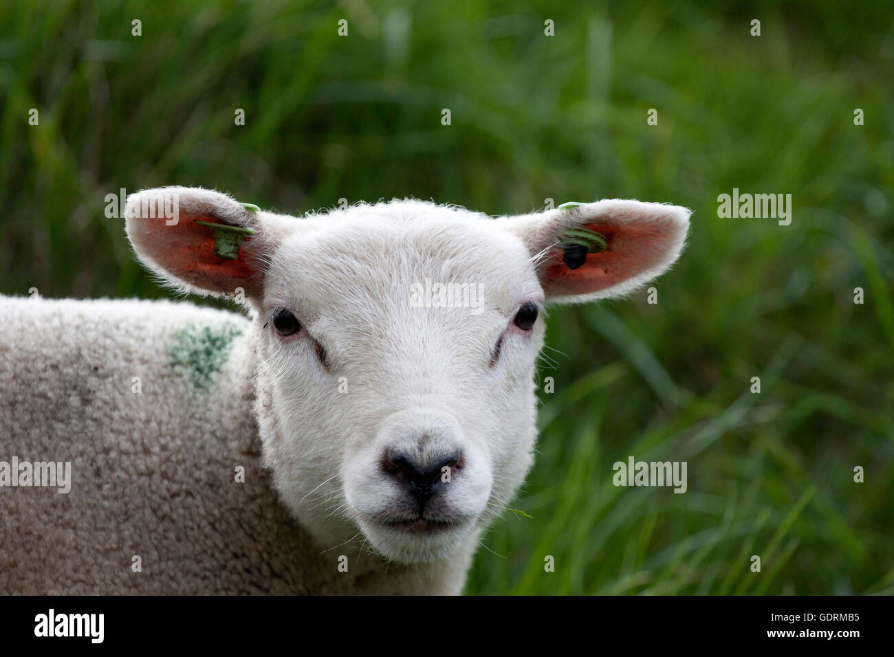 young lamb looking at photographer Stock Photo - Alamy