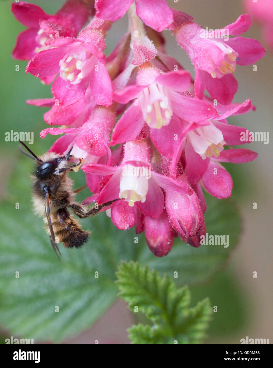 Bee illustration engraving drawing ink hi-res stock photography and ...