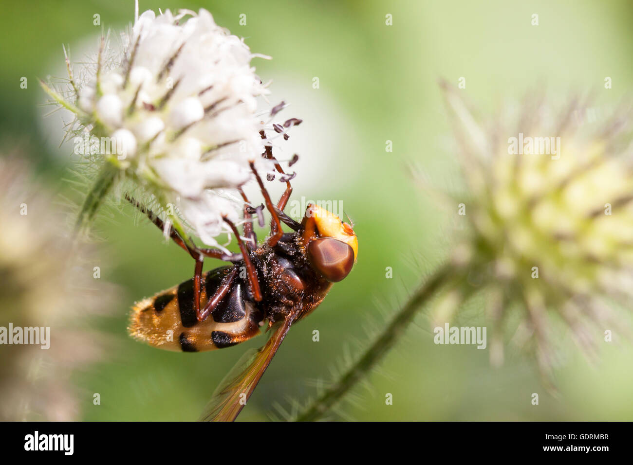 Bee illustration engraving drawing ink hi-res stock photography and ...