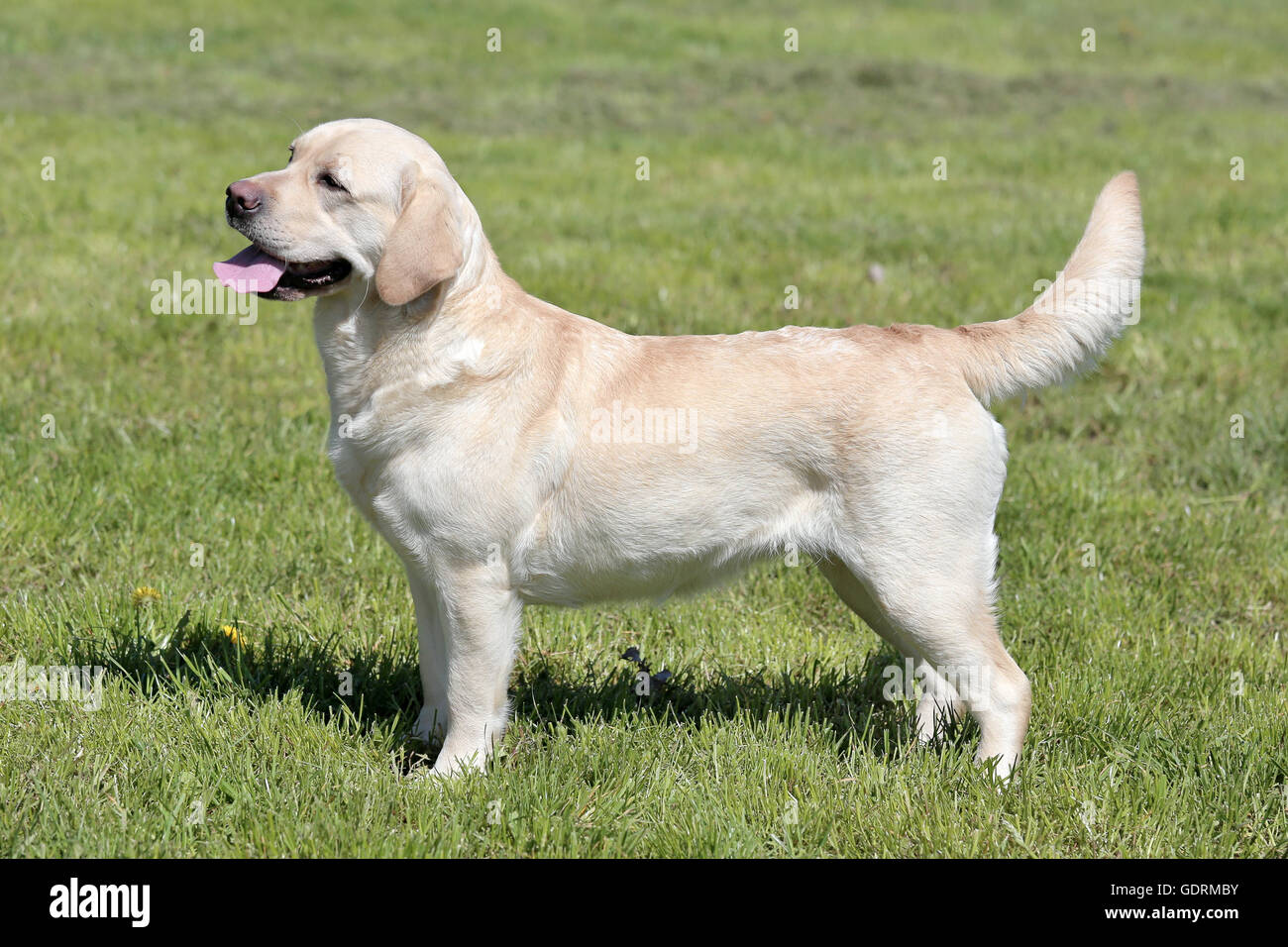 Typical Labrador Retriever in the spring garden Stock Photo - Alamy