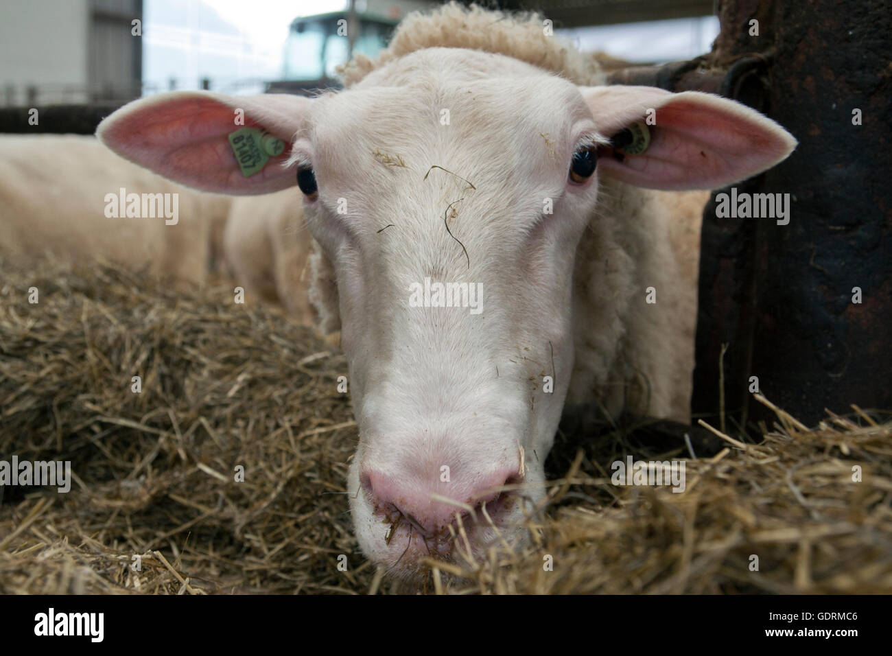 Sheeps face close up hi-res stock photography and images - Alamy