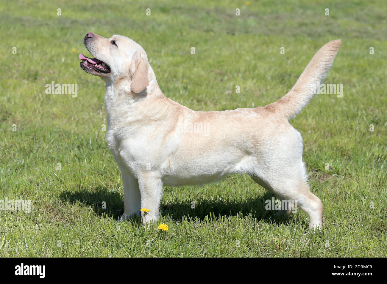 Typical Labrador Retriever in the spring garden Stock Photo - Alamy