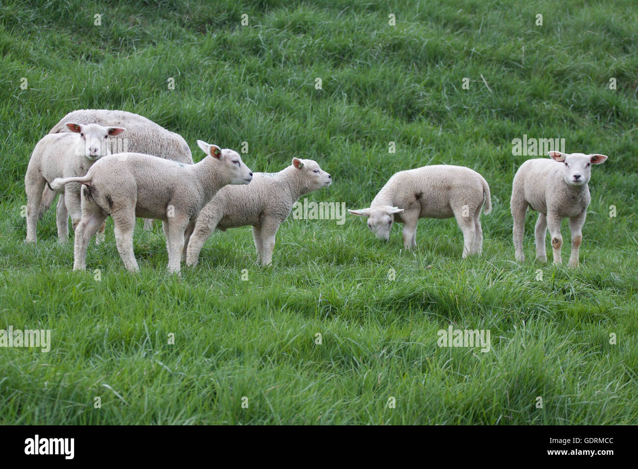 Group of young sheeps together Stock Photo - Alamy