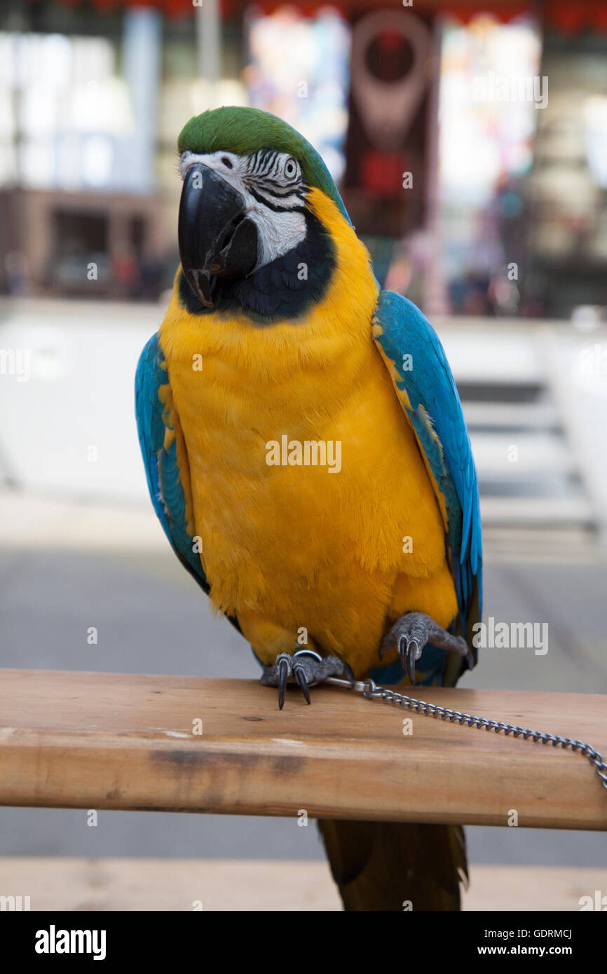 Blue and yellow macaw parrot Stock Photo - Alamy