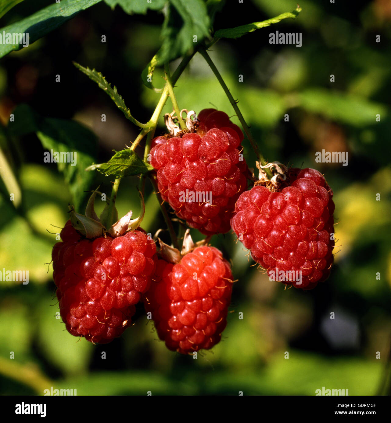 On bush hi-res stock photography and images - Alamy