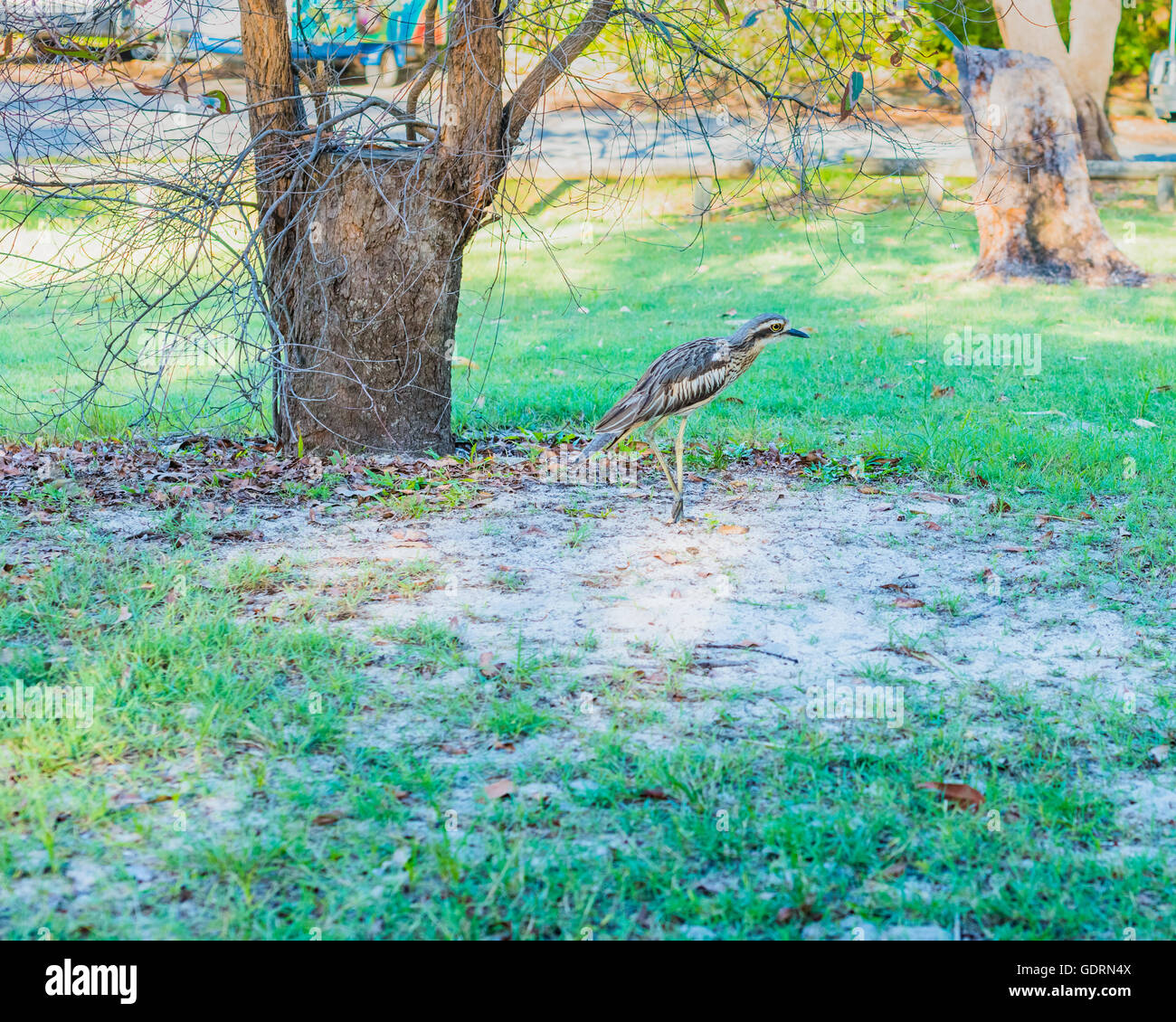 Curlew island hi-res stock photography and images - Alamy