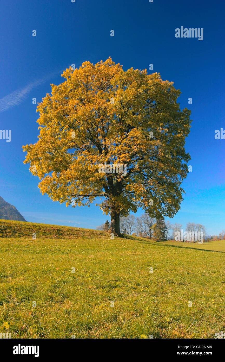 geography / travel, Germany, Bavaria, landscapes, Alps, oak tree near ...