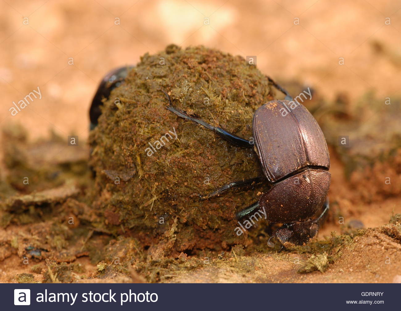 Dung Beetles Geotrupidae Stock Photos & Dung Beetles Geotrupidae Stock ...