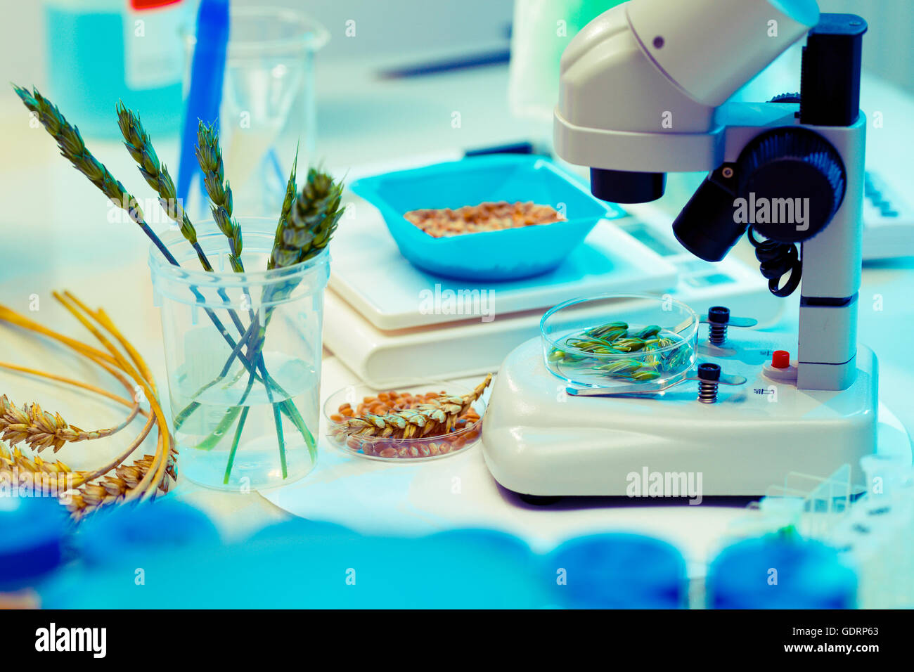 Genetically modified crops lab hi-res stock photography and images - Alamy