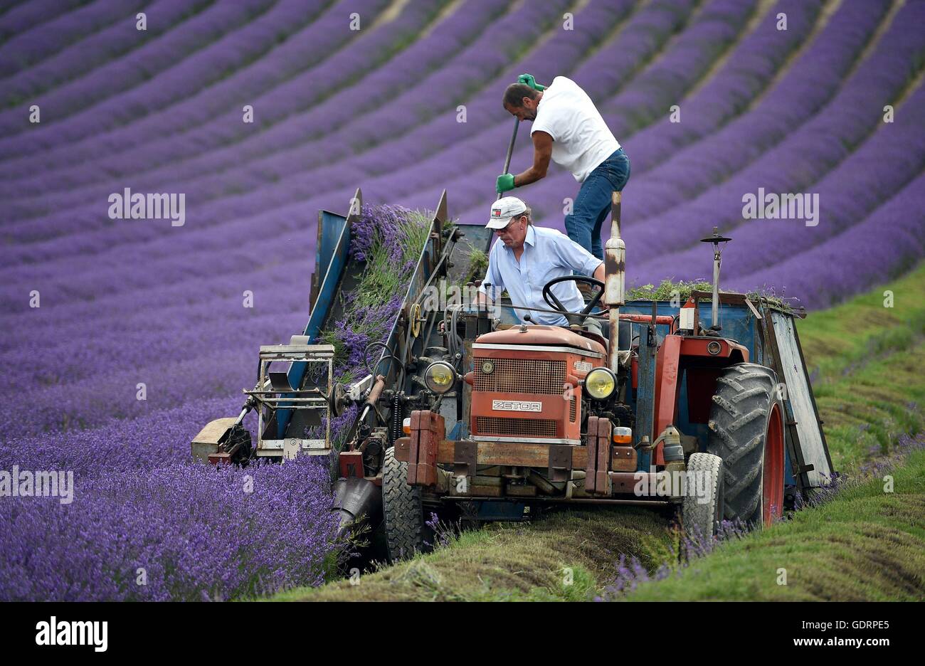A tractor makes it's way along a row of lavender as it is harvested on ...