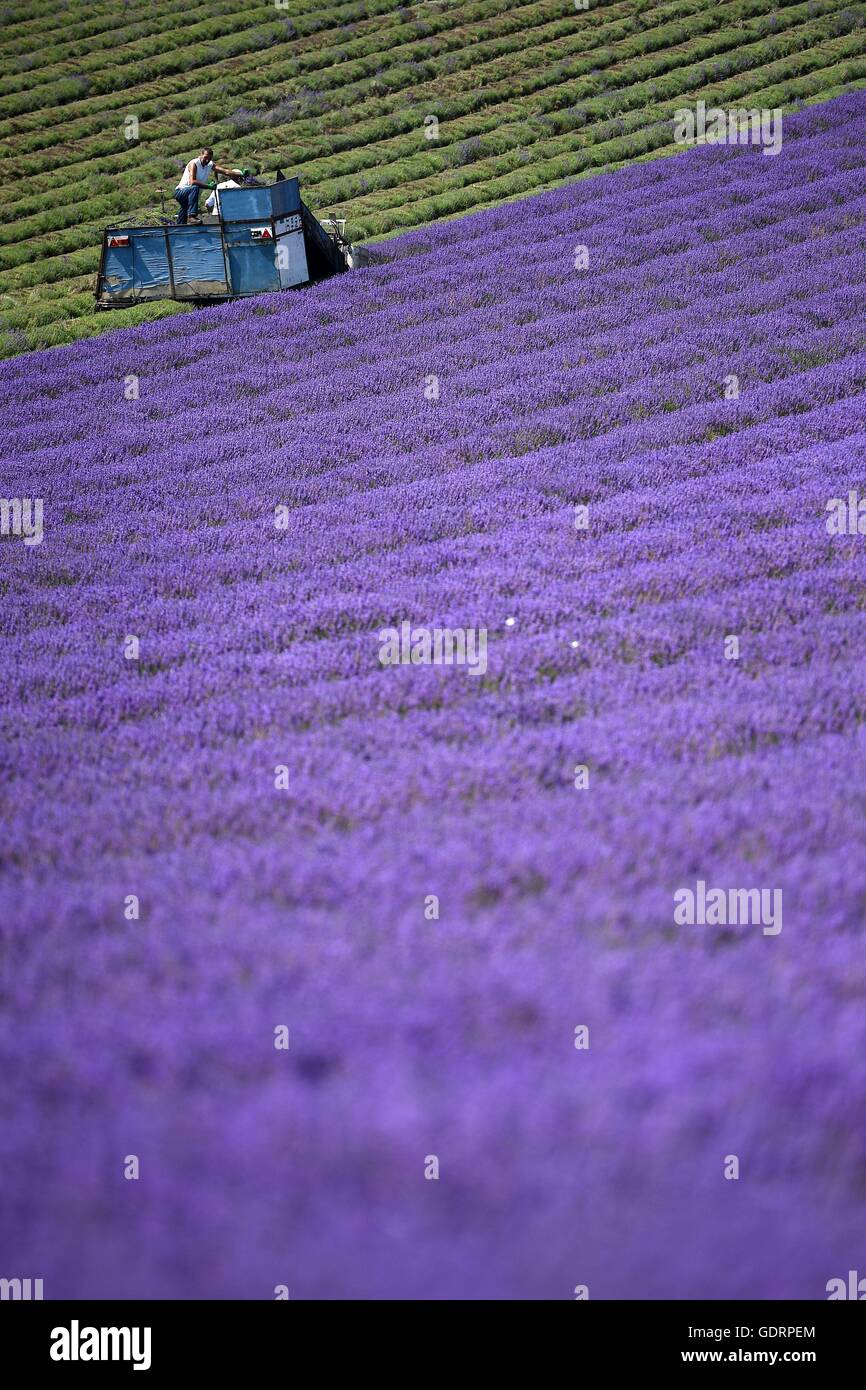 A tractor makes it's way up a row of lavender as it is harvested on the ...
