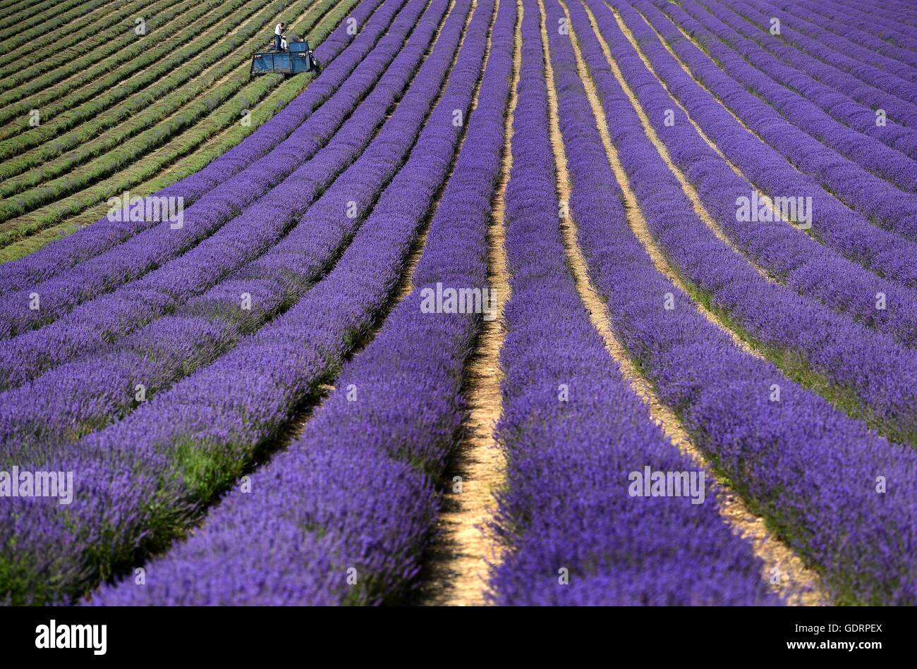 A tractor makes it's way up a row of lavender as it is harvested on the ...