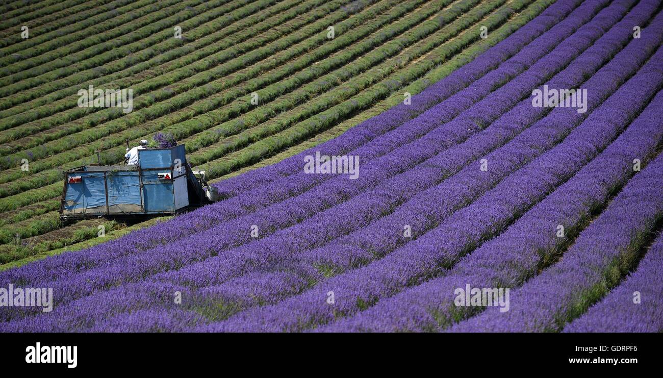 A tractor makes it's way up a row of lavender as it is harvested on the ...