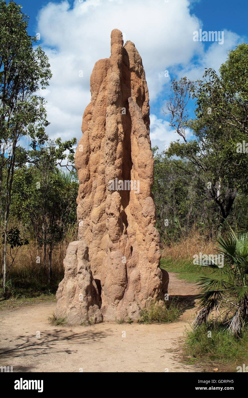 Termites isoptera hi-res stock photography and images - Alamy