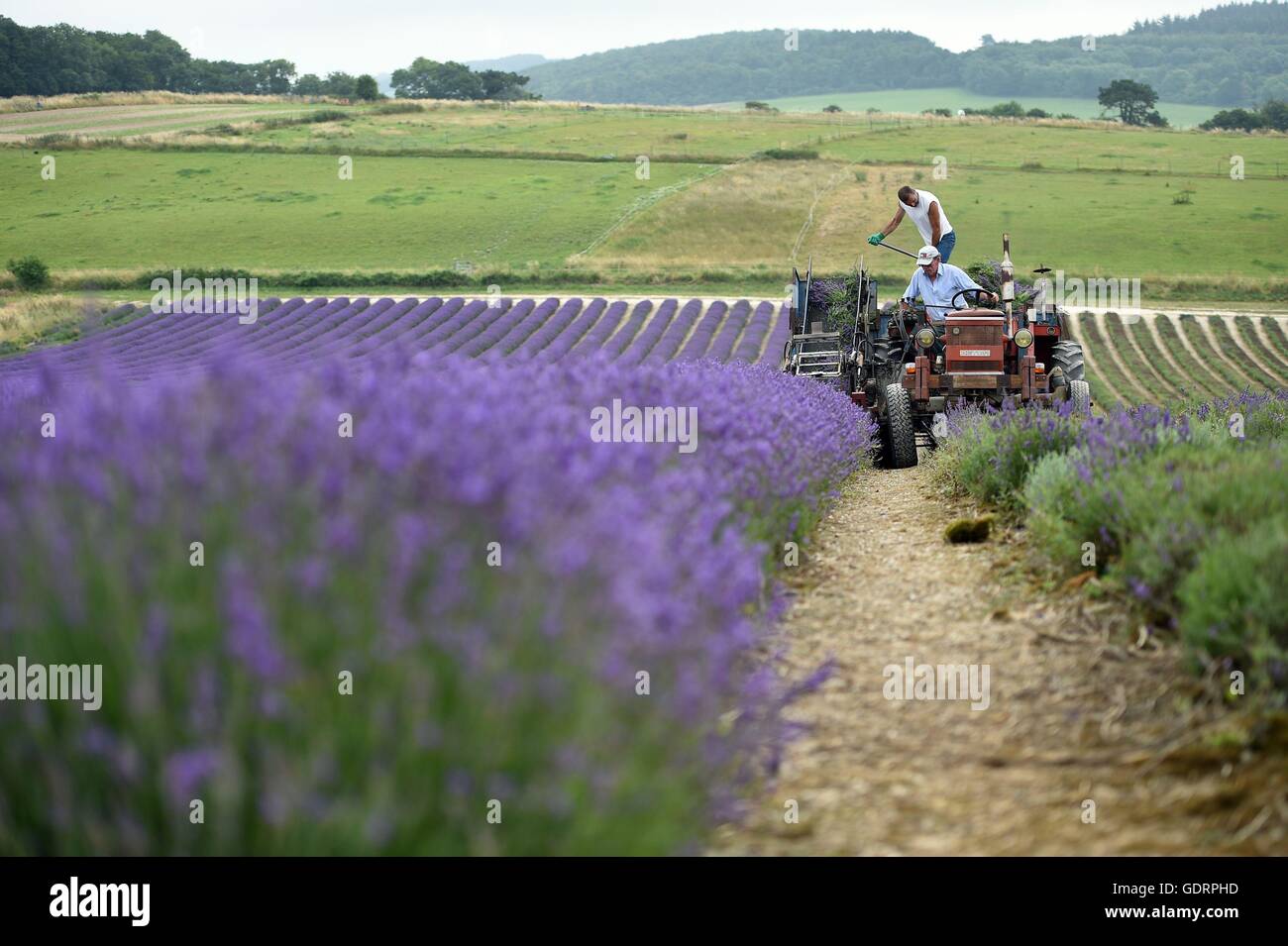 A tractor makes it's way along a row of lavender as it is harvested on ...