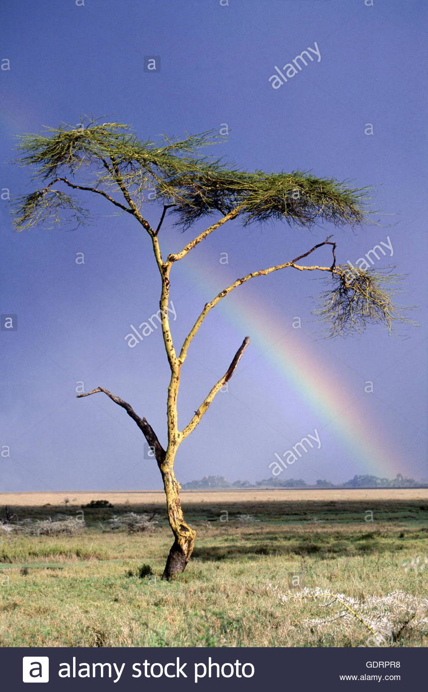 Acacia Xanthophloea Stock Photos & Acacia Xanthophloea Stock Images - Alamy