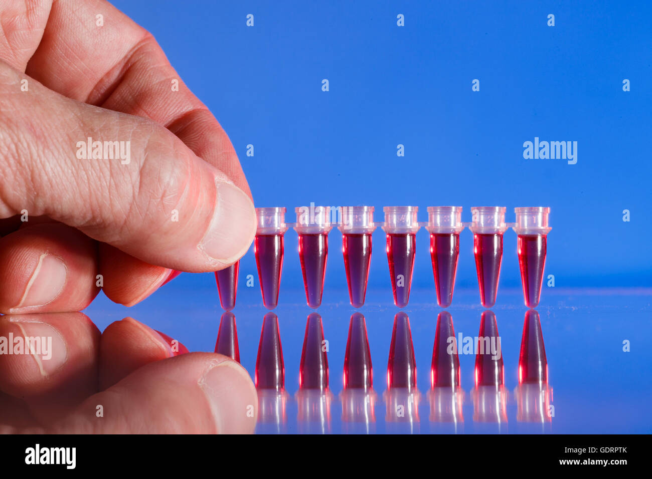 PCR strip test tubes and micropipette in genetics laboratory Stock ...