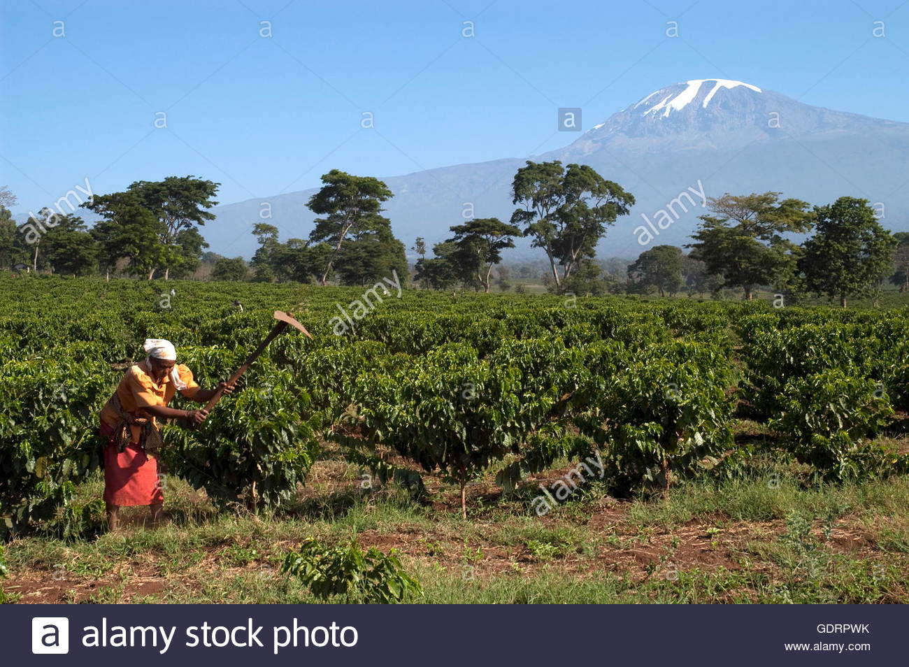 Coffee Arabica Tanzania Stock Photos & Coffee Arabica Tanzania Stock ...