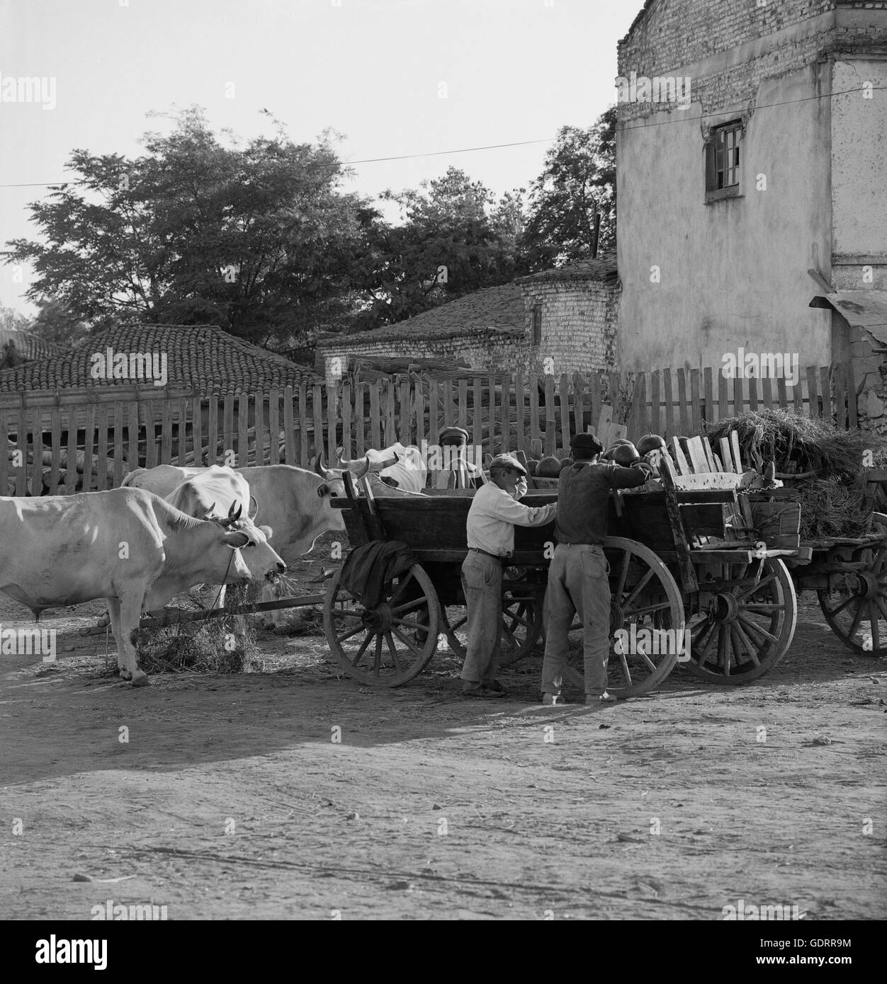 Ox carriage hi-res stock photography and images - Alamy