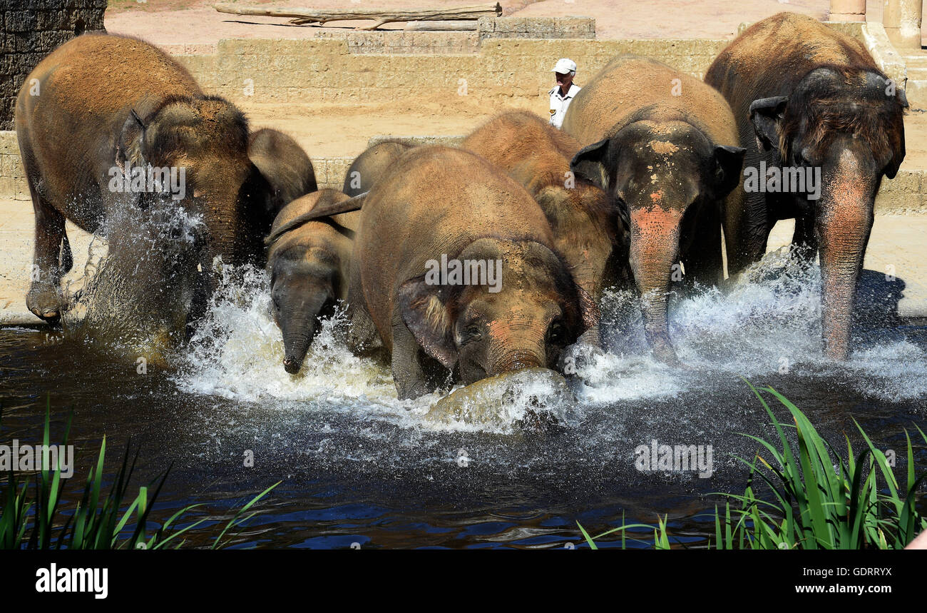 Hanover, Germany. 20th July, 2016. Eight Asian elephants rush to the ...