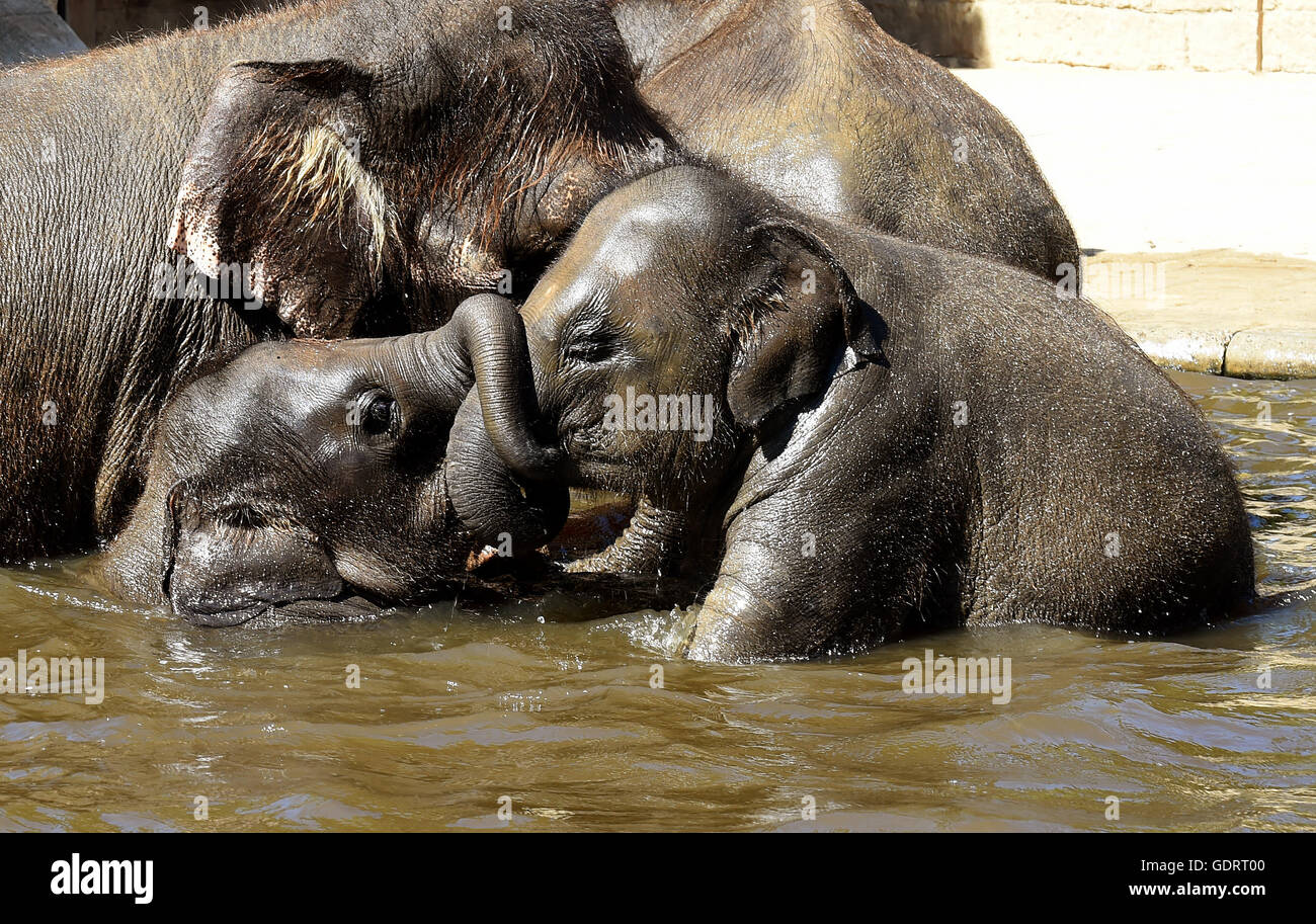 Hanover, Germany. 20th July, 2016. Elephant calfs Yumi and Sitara (R ...
