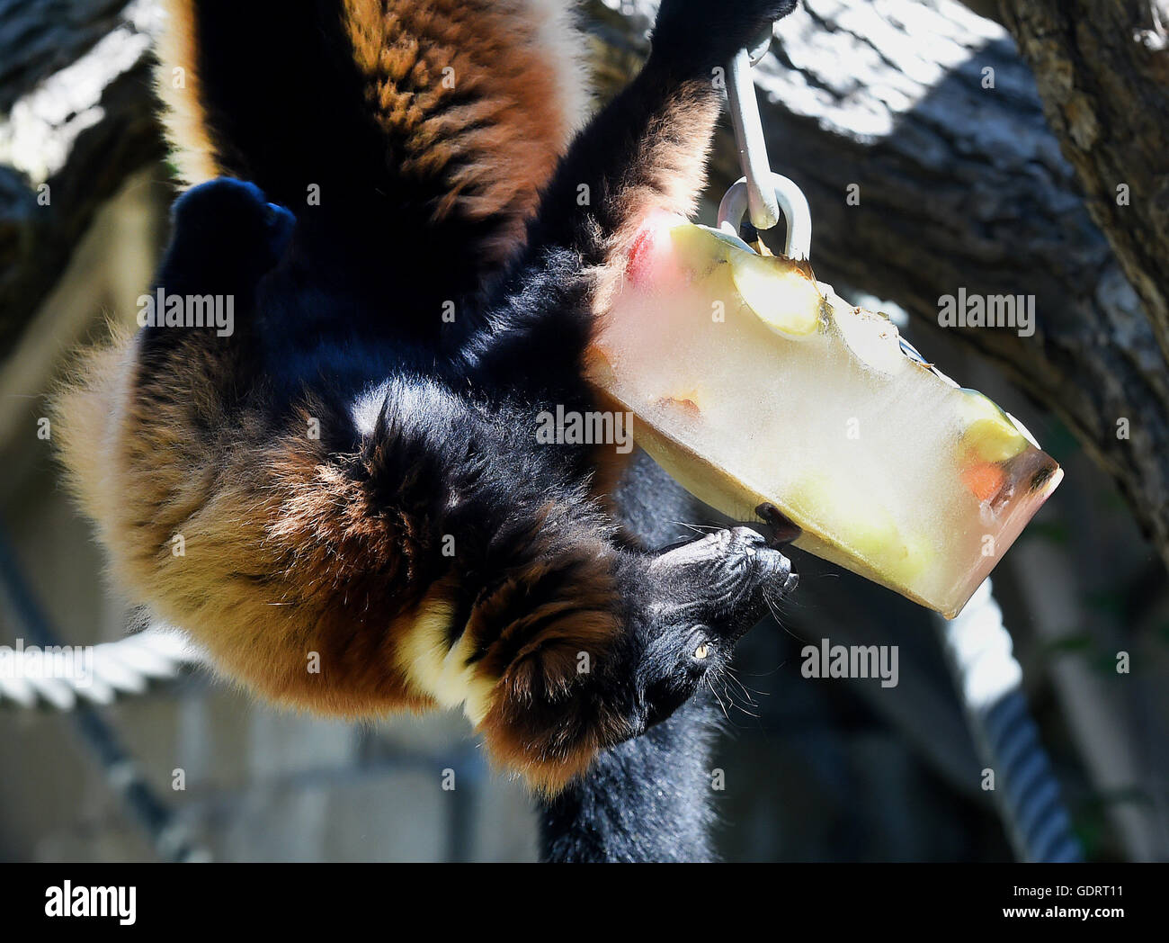 Hanover, Germany. 20th July, 2016. A red ruffed lemur licks an ice ...