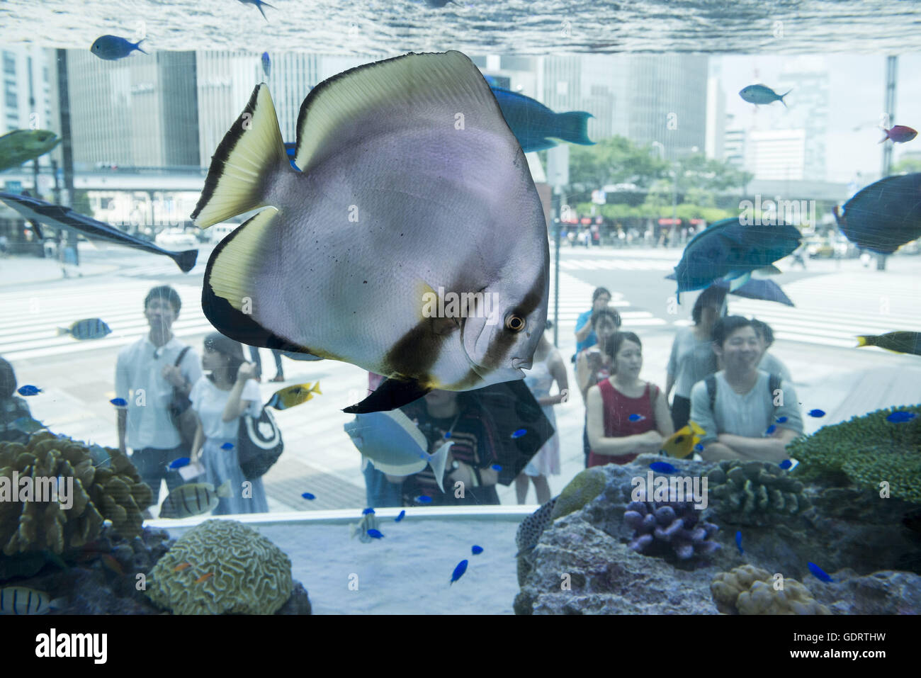Tolyo. 20th July, 2016. People look at numerous tropical fish from ...