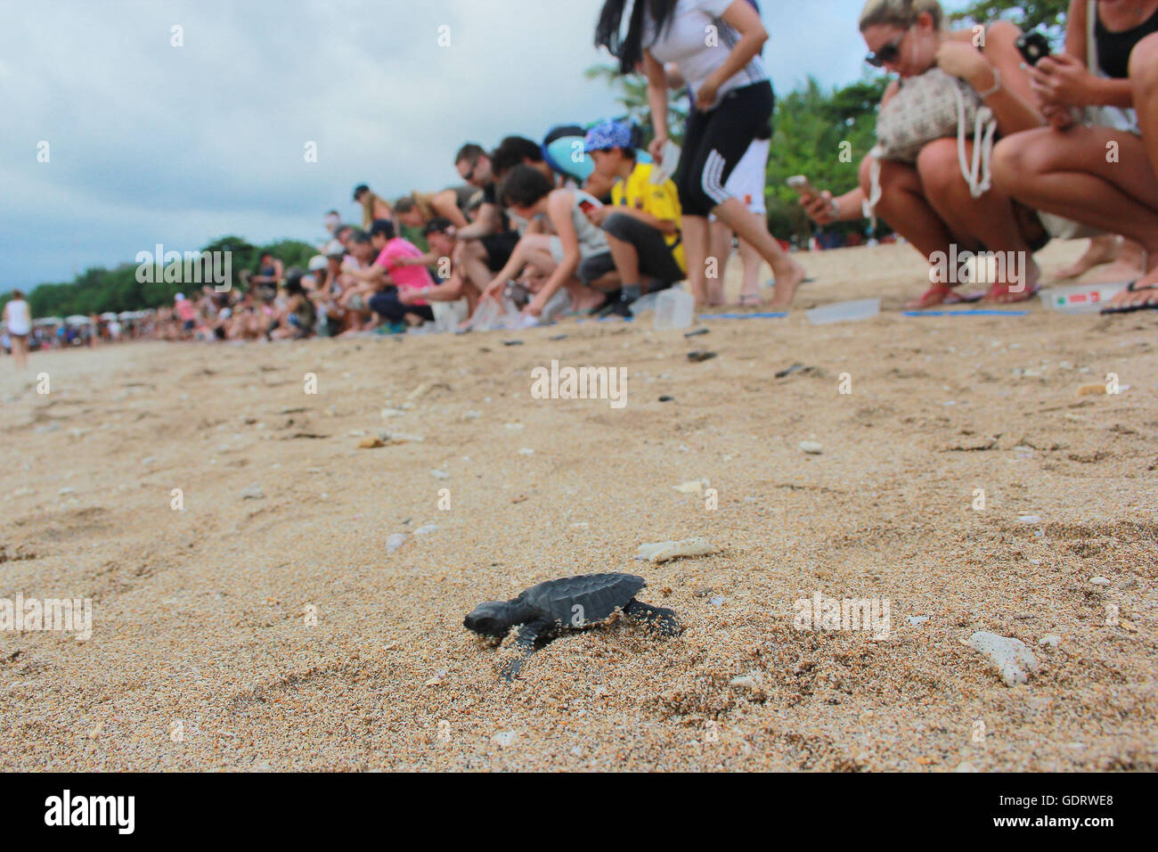 Bali, Indonesia. 20th July, 2016. Tourist release sea turtles for ...