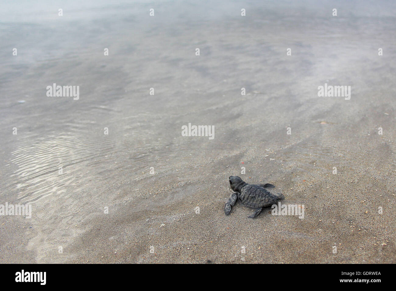 Bali, Indonesia. 20th July, 2016. Tourist release sea turtles for ...
