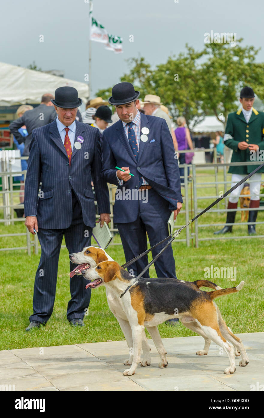 Foxhound running hi-res stock photography and images - Alamy