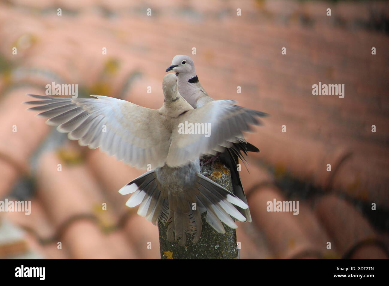 Hug me! Mum and little turtle dove are on a pole Stock Photo - Alamy