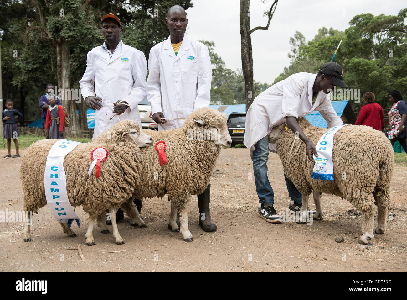 Sheep Breeders Stock Photos & Sheep Breeders Stock Images - Alamy