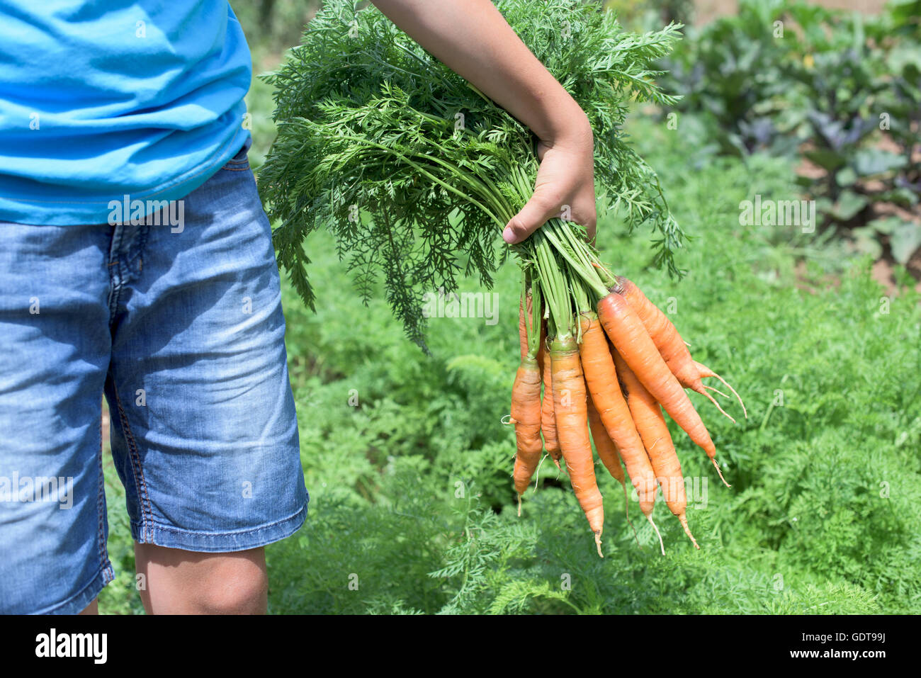 Boy hold clean carrots in the vegetable garden Stock Photo - Alamy
