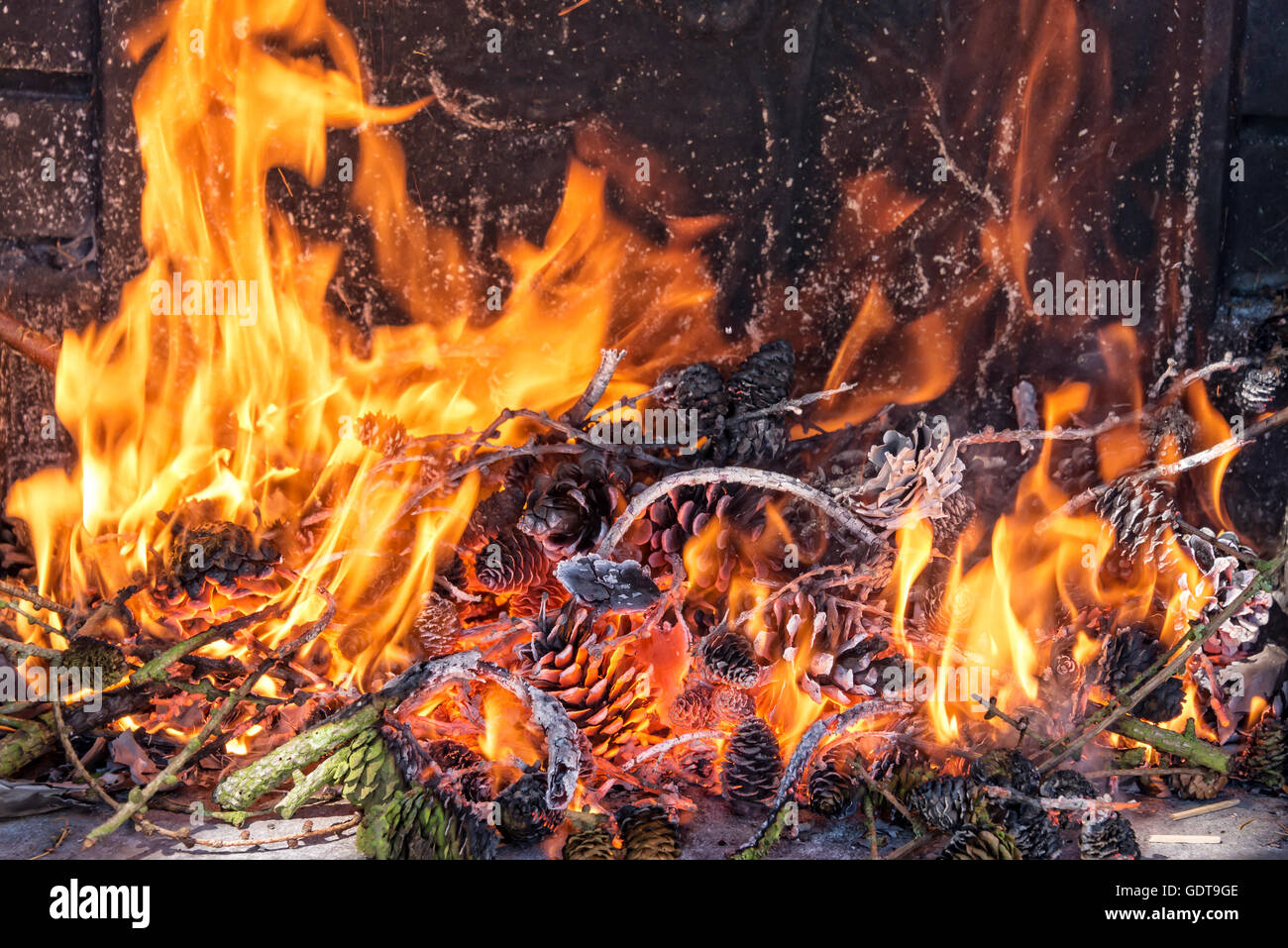 Close up on a fire with pine cones Stock Photo - Alamy