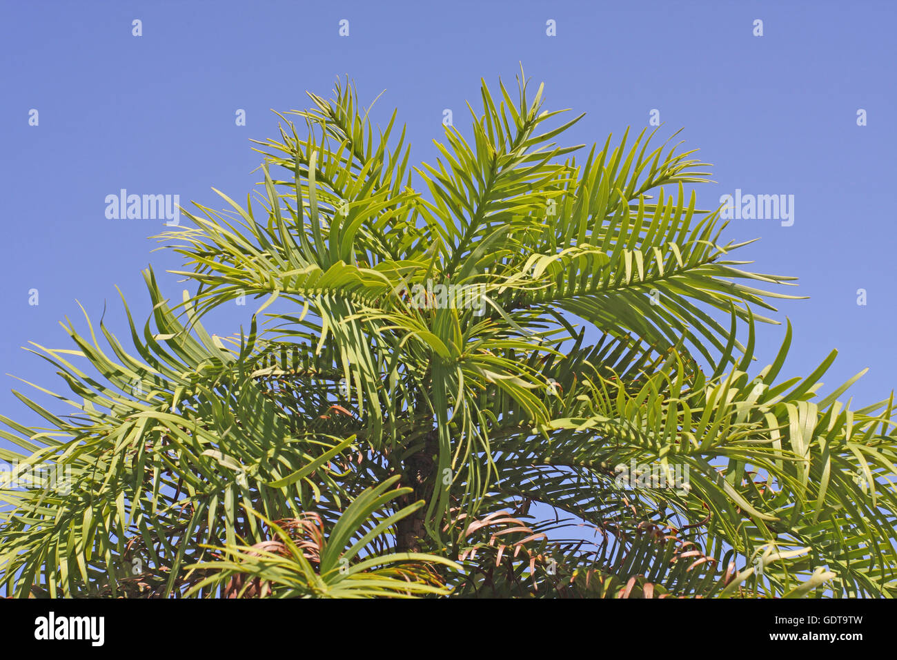 Wollemia pine tree hi-res stock photography and images - Alamy