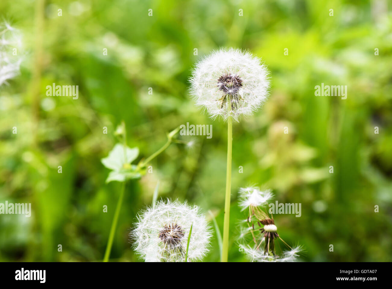 Life cycle of a dandelion hi-res stock photography and images - Alamy