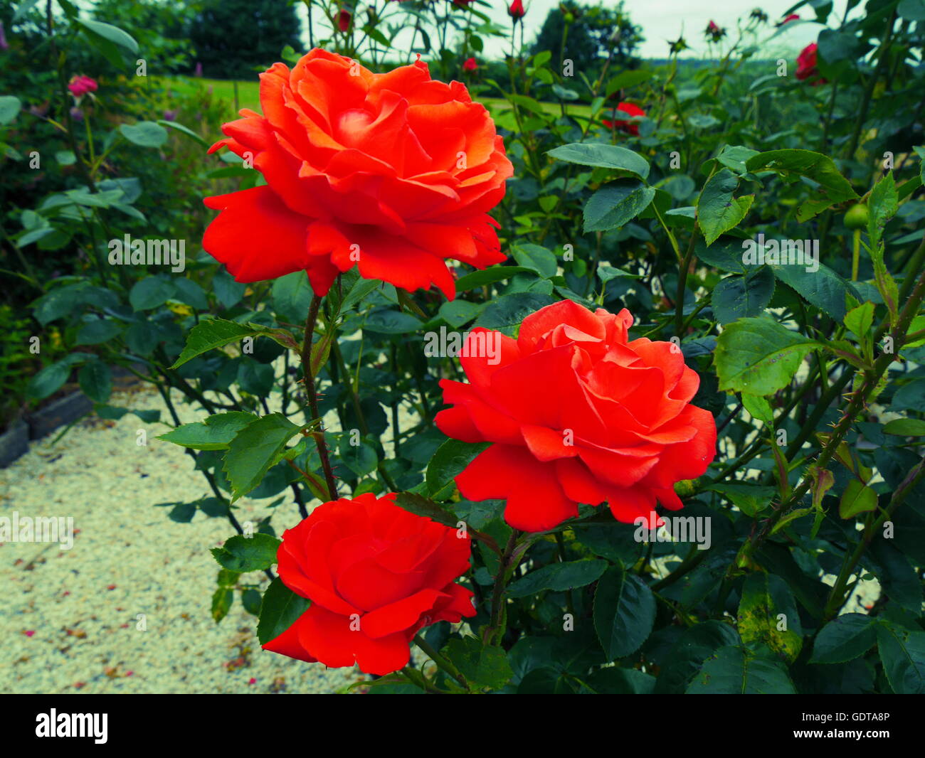 Stunning Red Rose Natural Background Stock Photo - Alamy