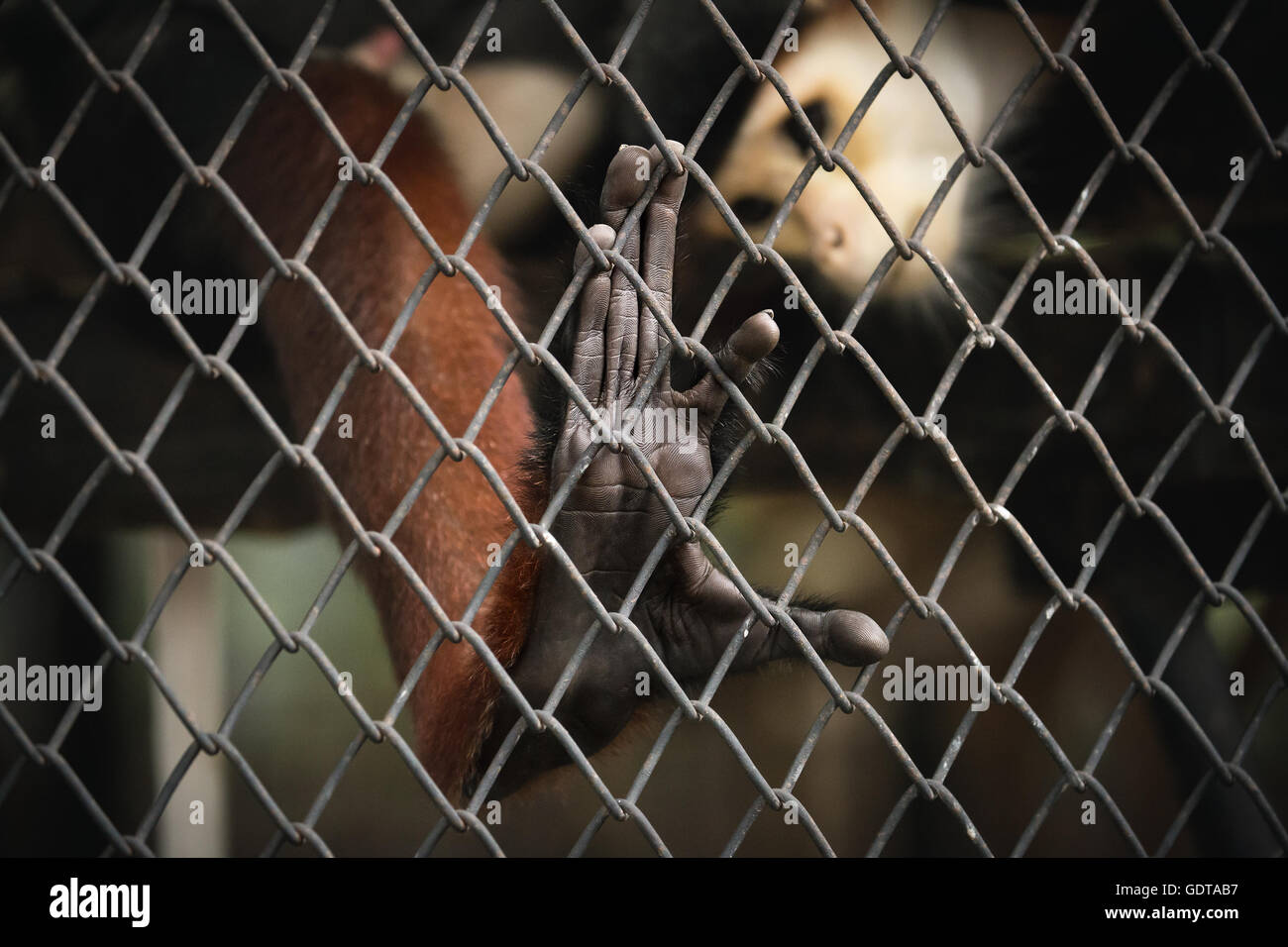 Abstract of imprison from close focus on monkey's hand touching iron ...