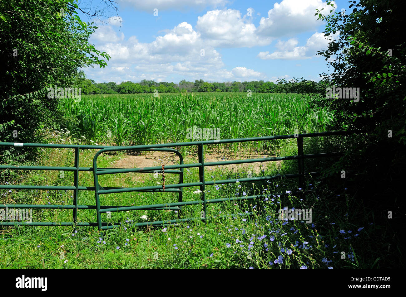 Illinois corn field Stock Photo - Alamy