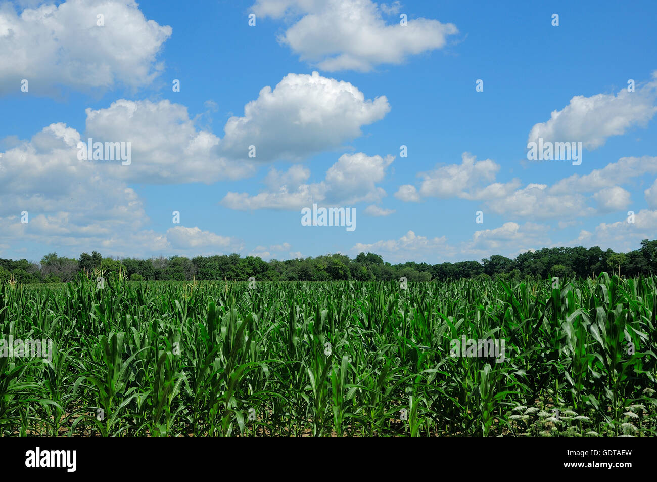Illinois landscape corn hi-res stock photography and images - Alamy