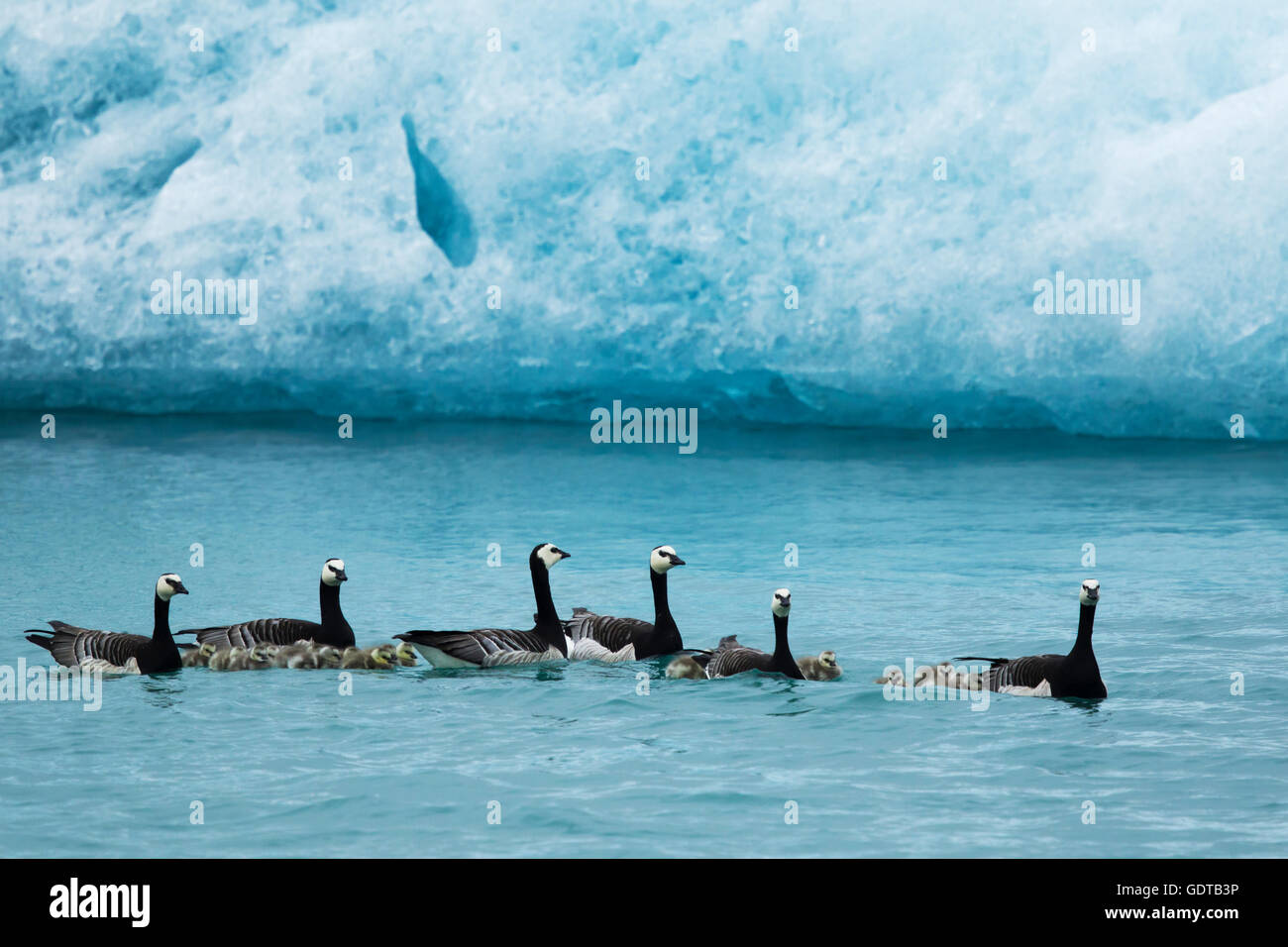 Barnacle Goose - group with chicks with icebergs Branta leucopsis ...