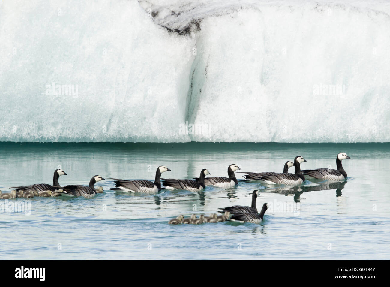 Barnacle Goose - group with chicks with icebergs Branta leucopsis ...