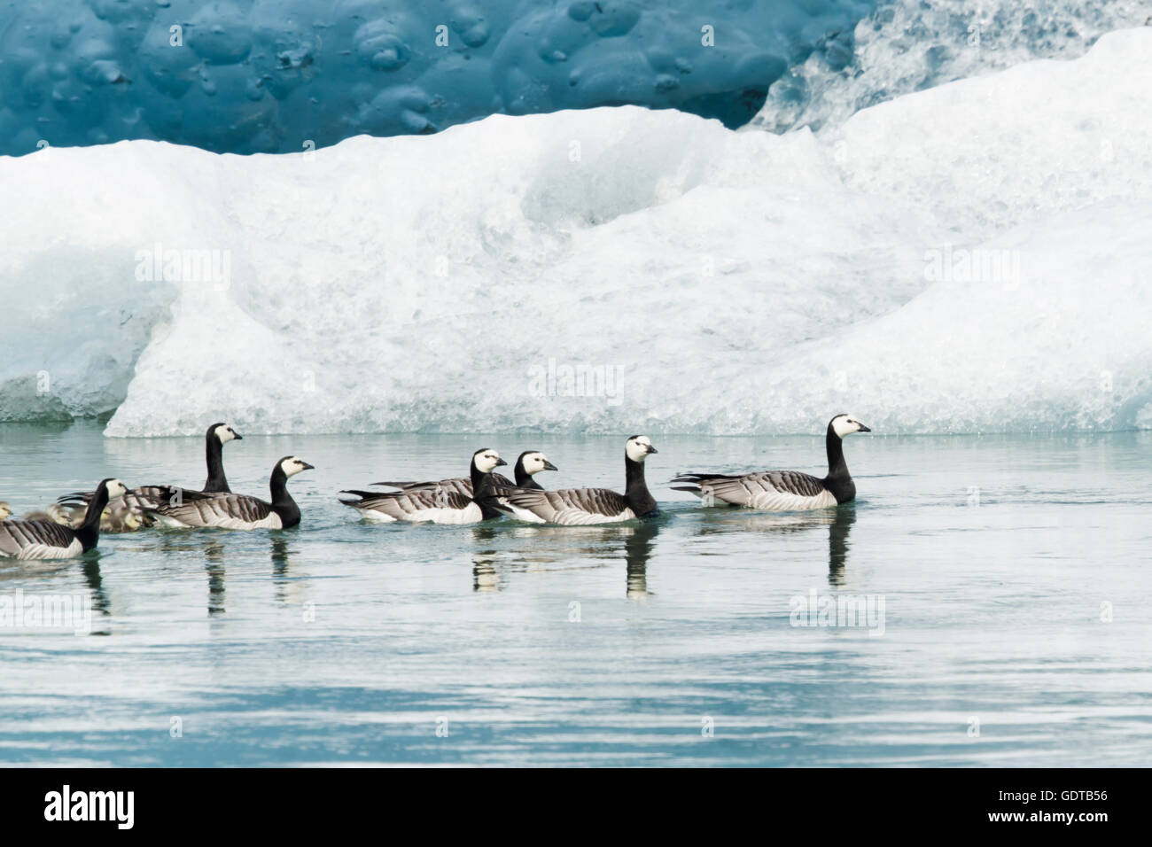 Barnacle Goose - group with chicks with icebergs Branta leucopsis ...