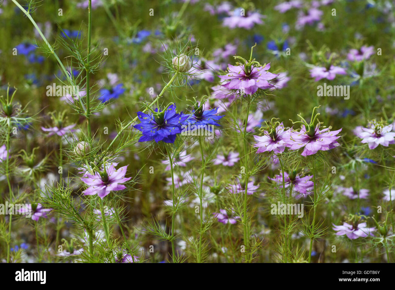 Mist flowers hi-res stock photography and images - Alamy