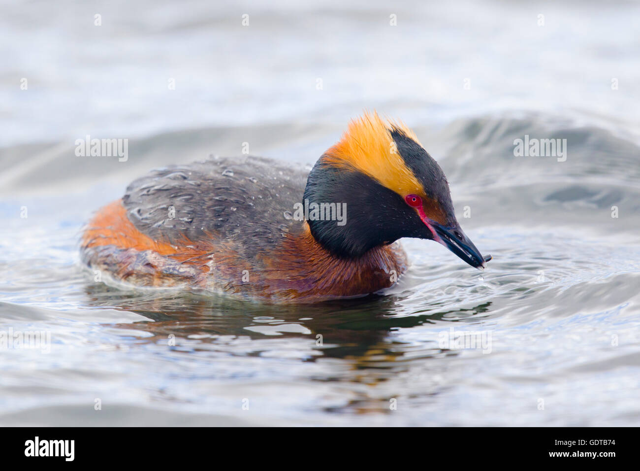 Fly larvae hi-res stock photography and images - Alamy