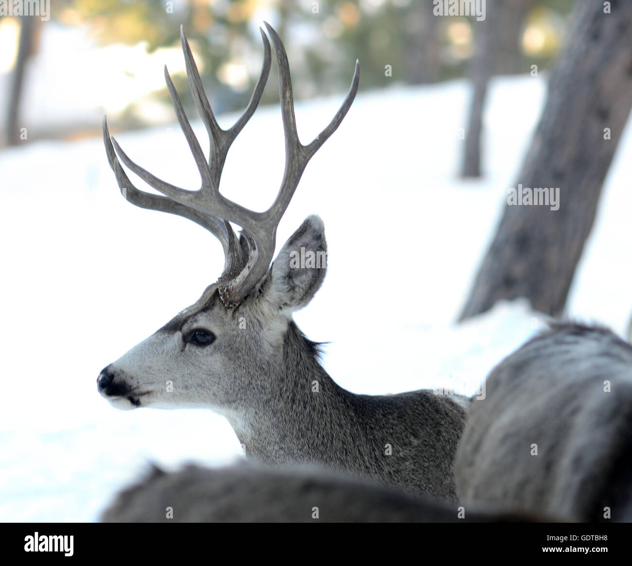 Mule deer in winter hi-res stock photography and images - Alamy