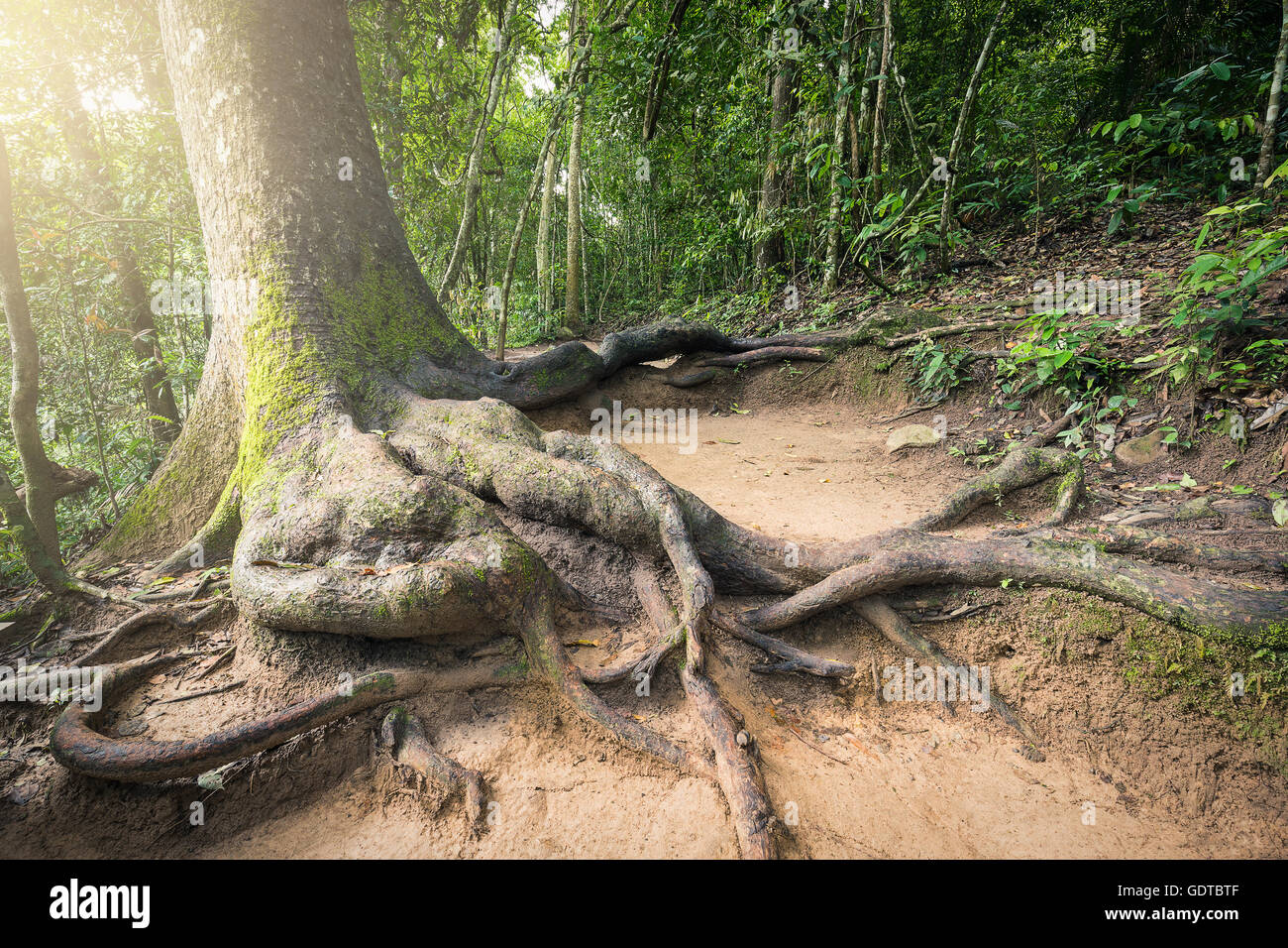 Trunk and root of old big tree growing on sloping land inside tropical ...