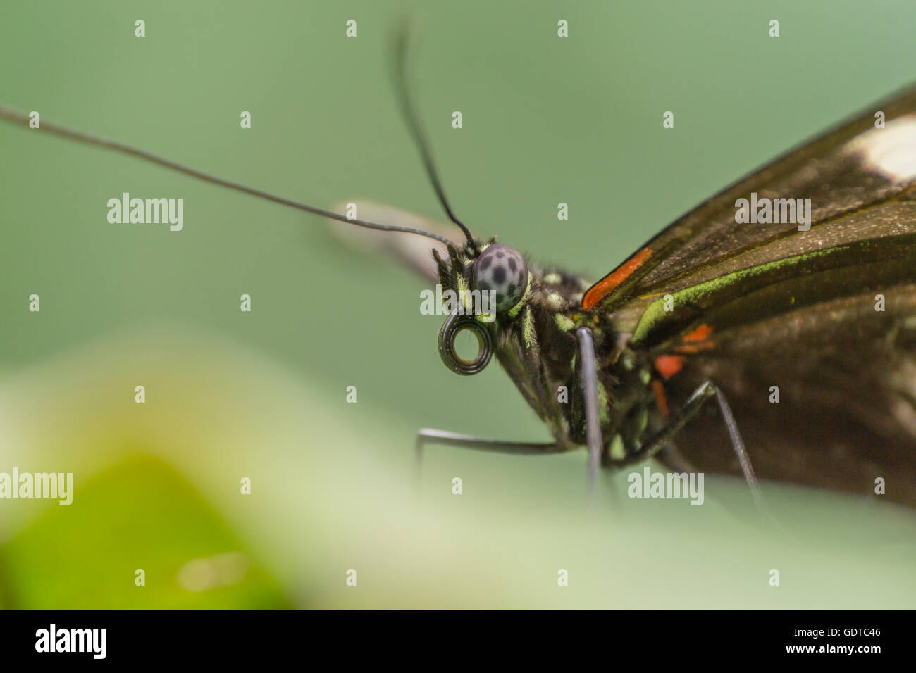 A butterfly shows its proboscis before feeding Stock Photo - Alamy